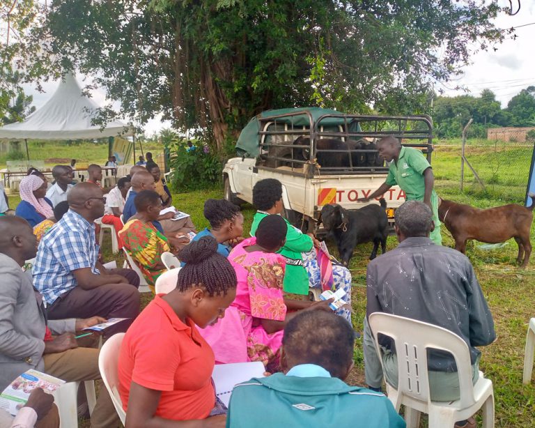 City Farm Uganda | Breeding Quality Goats & Cattle